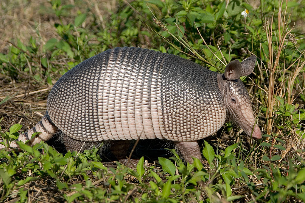 Dasypus Novemcinctus Nine banded Armadillo Dasypus Novemcinctus Nine banded Armadillo